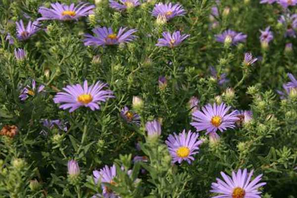 Aromatic Aster | MSD